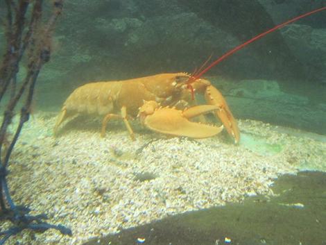 Un homard jaune, espèce très rare, offert à l’aquarium | Etrange et ...