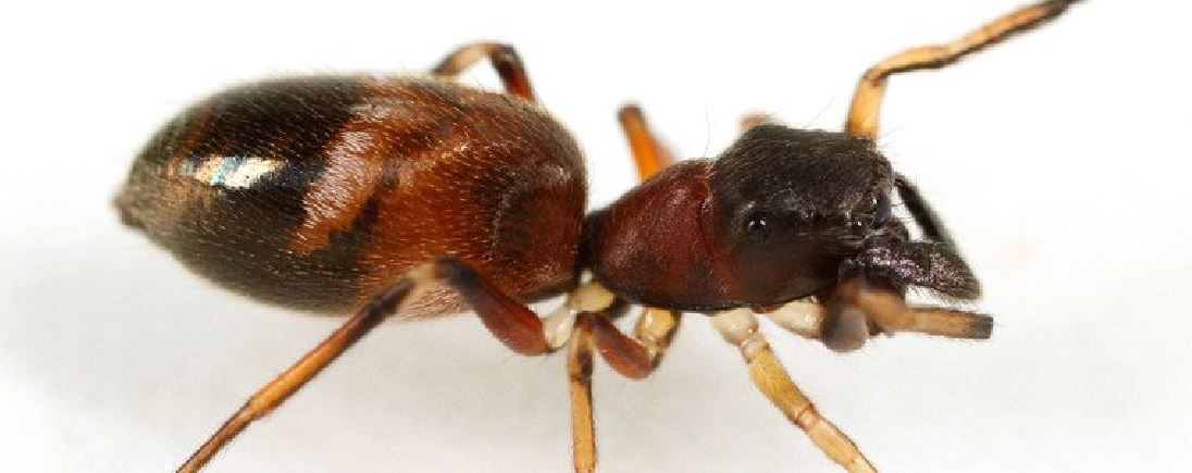 Cette araignée ressemble et marche comme une fourmi (vidéo) | Etrange et Insolite