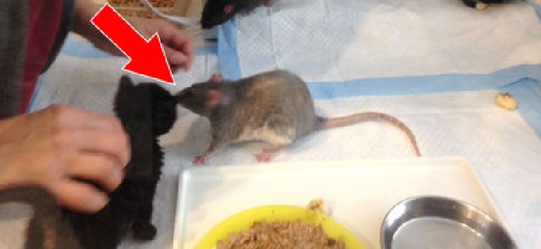Le Brooklyn Cat Cafe : l’endroit insolite où les rats s’improvisent ...