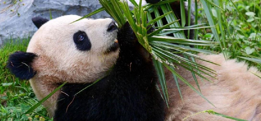 Chine : le caca du panda recyclé en mouchoirs (vidéo) | Etrange et Insolite
