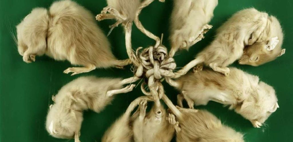 l’origine mystérieuse des rois-de-rats | Etrange et Insolite