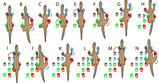 Une falaise effondrée a révélé des empreintes fossiles vieilles de 313 ...