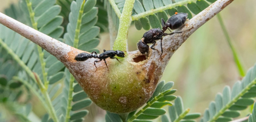 La cartographie laser repère des colonies de fourmis dans une forêt ...
